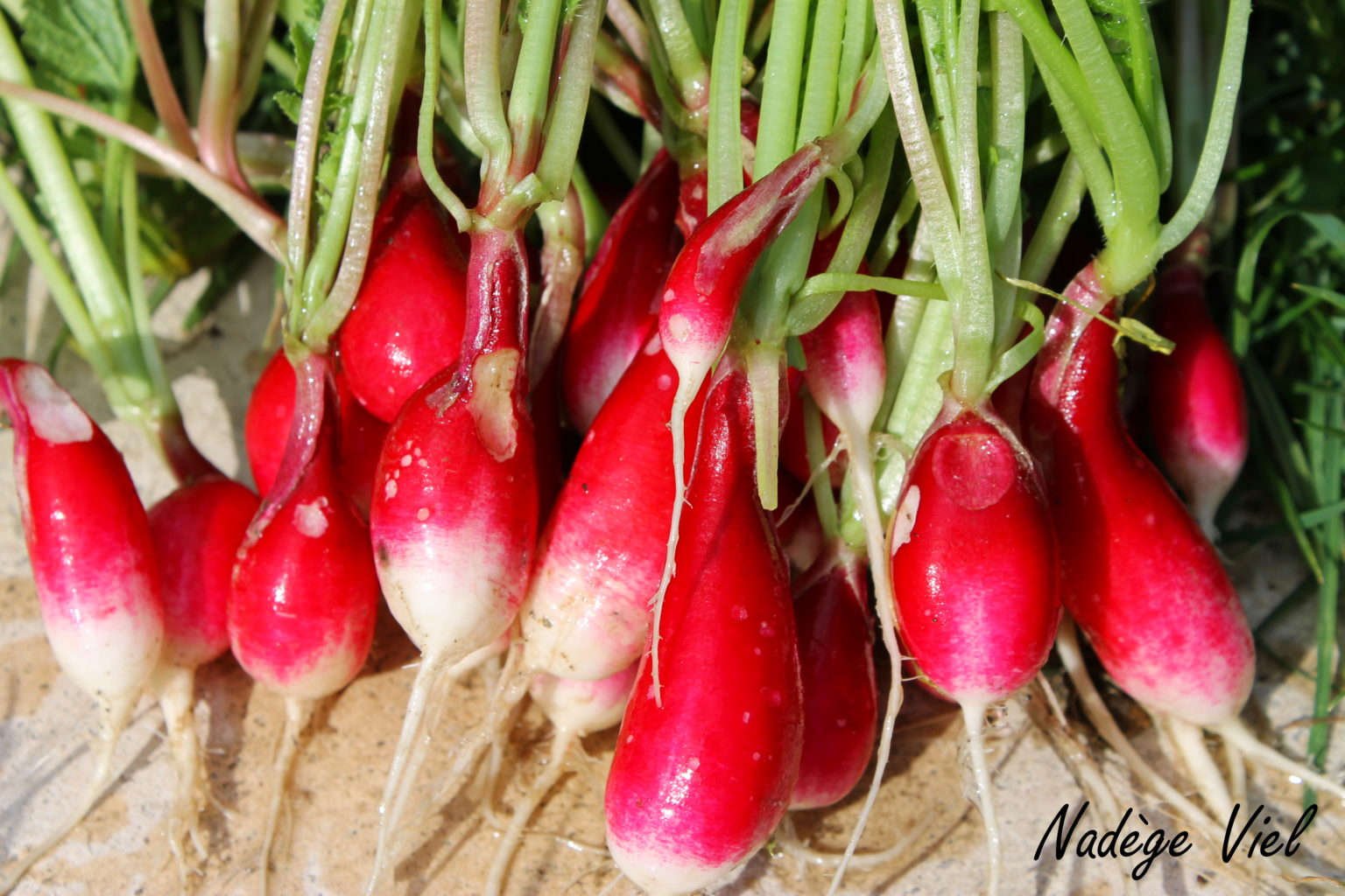 Le radis, une racine d’excellence ! – Citrouille & Citron